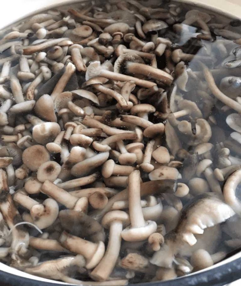 Opintici (ghebe) la borcan, pentru iarnă: își păstrează excelent gustul ...