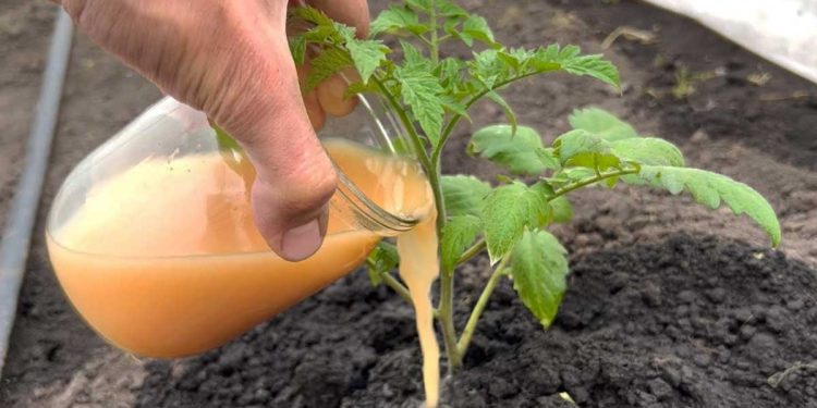 Cu ce TRATĂM Roșiile la 10 si la 16 zile de la PLANTARE să Crească MARI ...